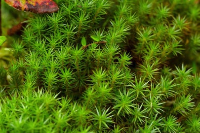 Algae, Lichens, Liverworts & Mosses in Gardens | RHS Advice