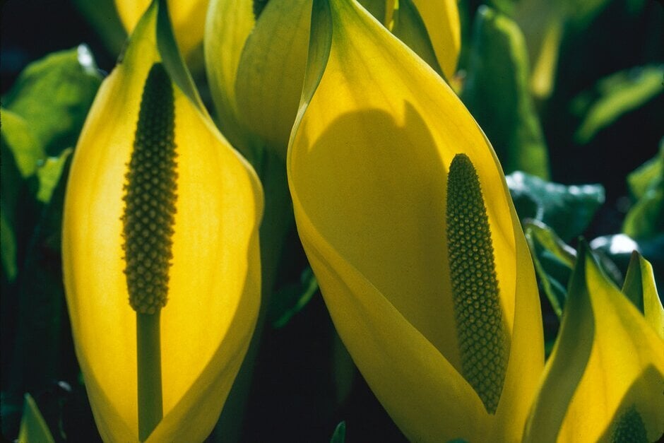 Invasive non-native plants | RHS Advice