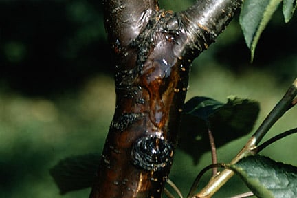 Capsid bugs | RHS Advice