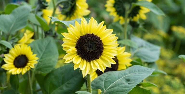 How to grow Helianthus (sunflowers) / RHS Growing Guide