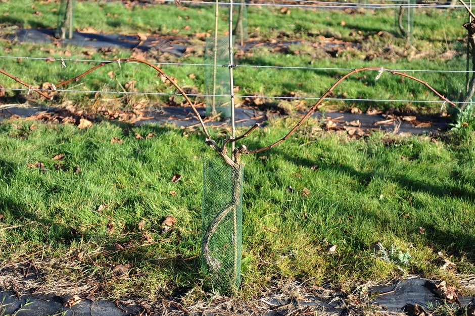 Grapes: Guyot training and pruning | RHS Advice