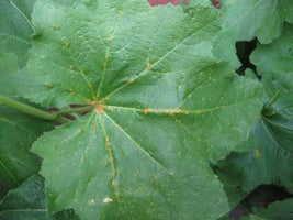 Rust diseases: Symptoms & Control | RHS Advice