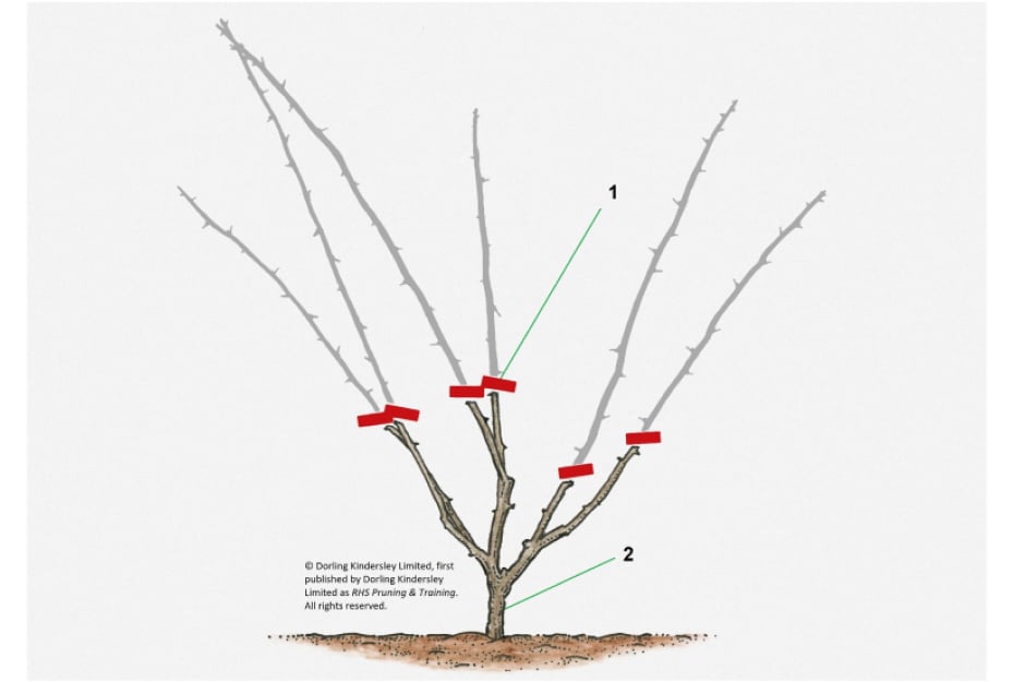 Gooseberries: pruning and training | RHS Advice