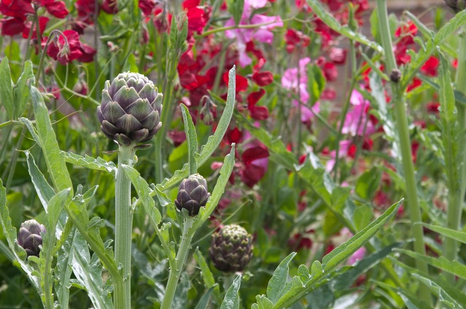 How to grow Globe Artichokes | RHS Guide