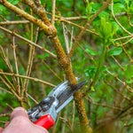 How to grow ribes / RHS Growing Guide