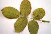 Rust diseases: Symptoms & Control | RHS Advice
