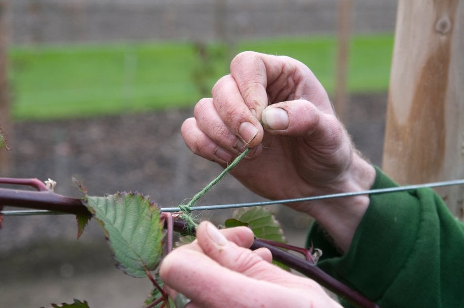 How to Tie-In Climbers | RHS Advice
