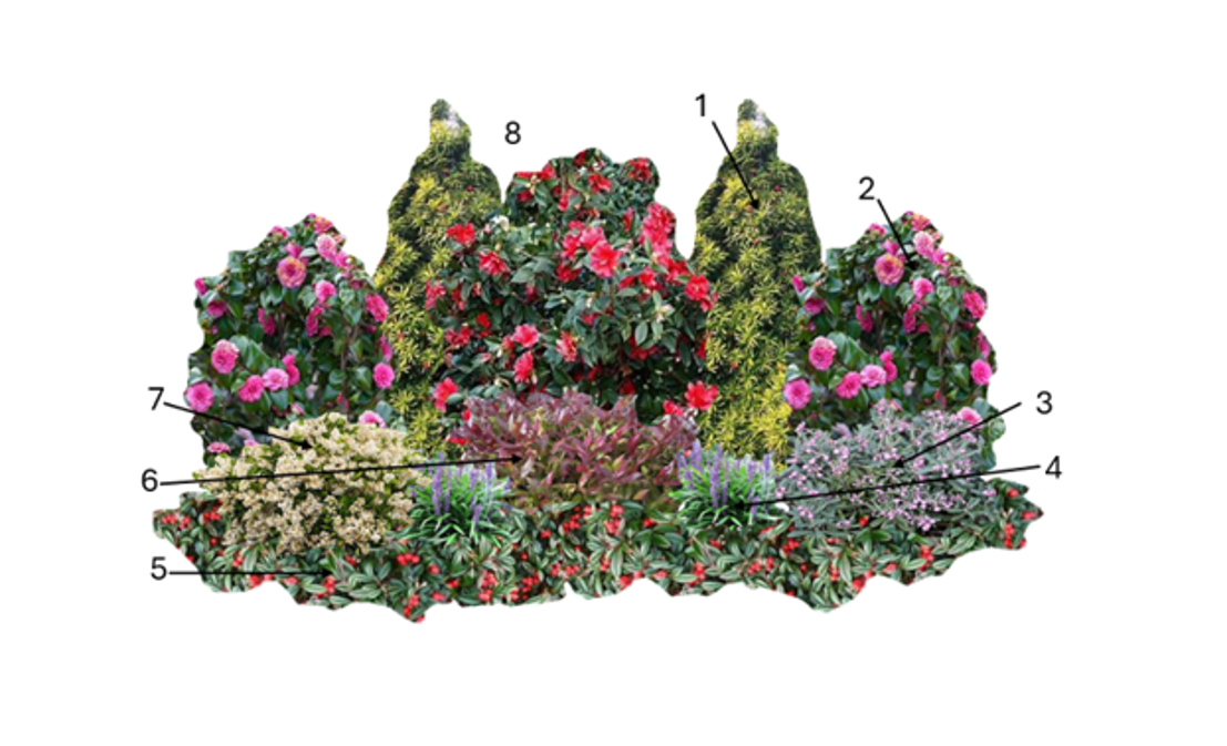 Acid Soil Shade Planting | RHS Advice