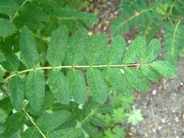 Plant Viruses: Identification & Management | RHS Advice