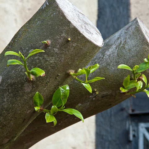 Coppicing: A Guide to Regenerative Pruning | RHS Advice