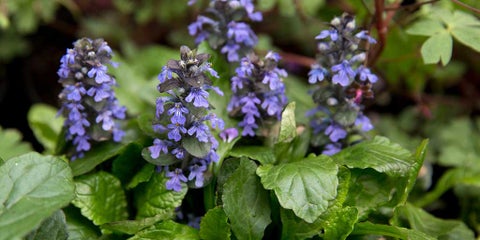 Ajuga / RHS Plant Guide
