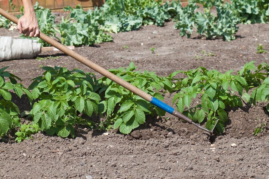 How to grow potatoes | RHS Guide