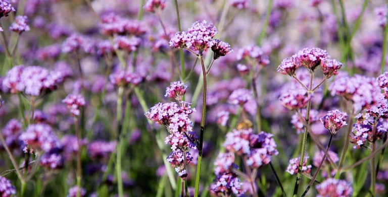 How to grow verbena / RHS Growing Guide