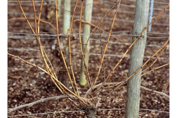 Grapes: Guyot training and pruning | RHS Advice