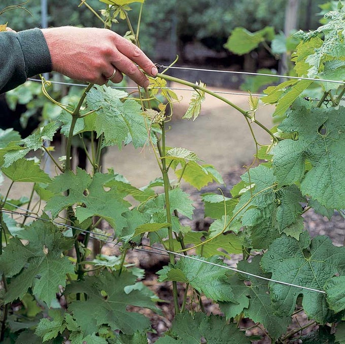Grapes: Guyot training and pruning | RHS Advice