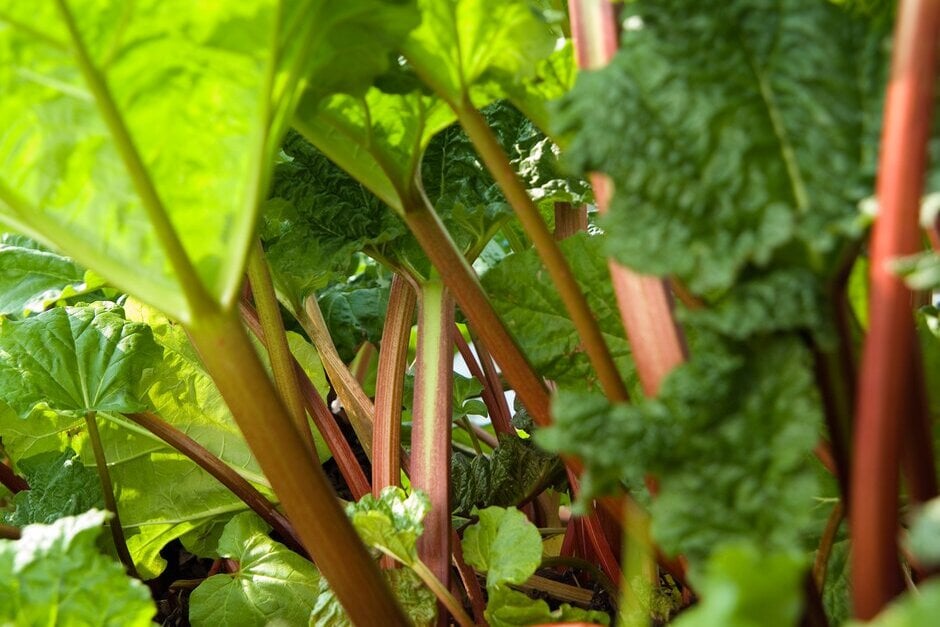 How to grow rhubarb | RHS Guide
