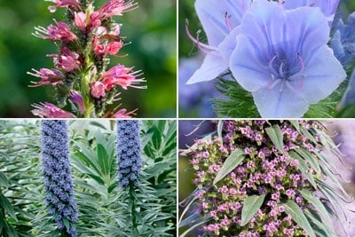 Echium / RHS Plant Guide
