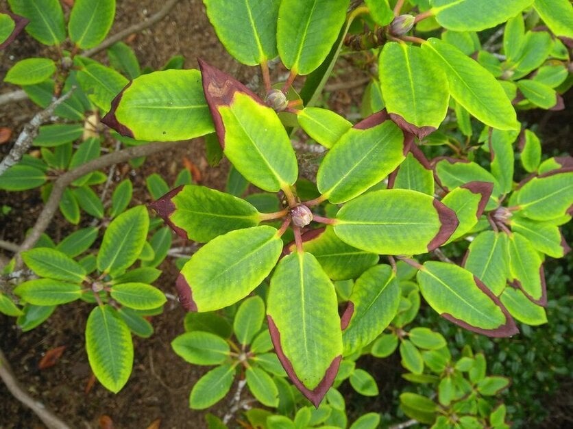 Nutrient deficiencies | RHS Advice