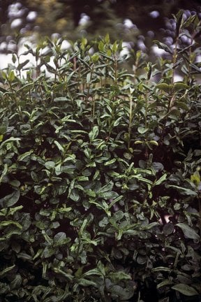 Privet Aphid: Identification and Control | RHS Advice