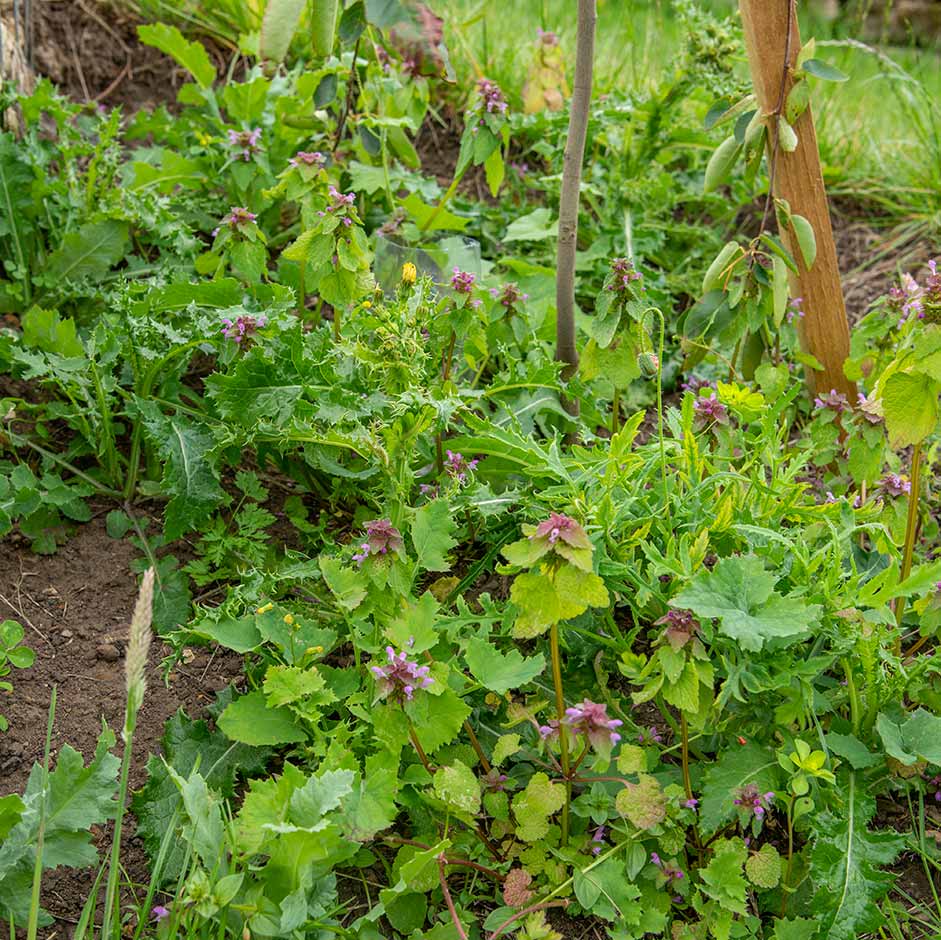 Non-chemical weed control | RHS Advice