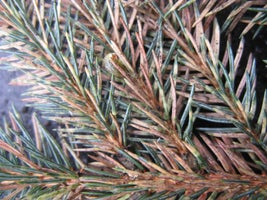 Conifer aphids | RHS Advice