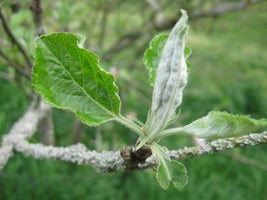 Apple Powdery Mildew: Symptoms and Care | RHS Advice