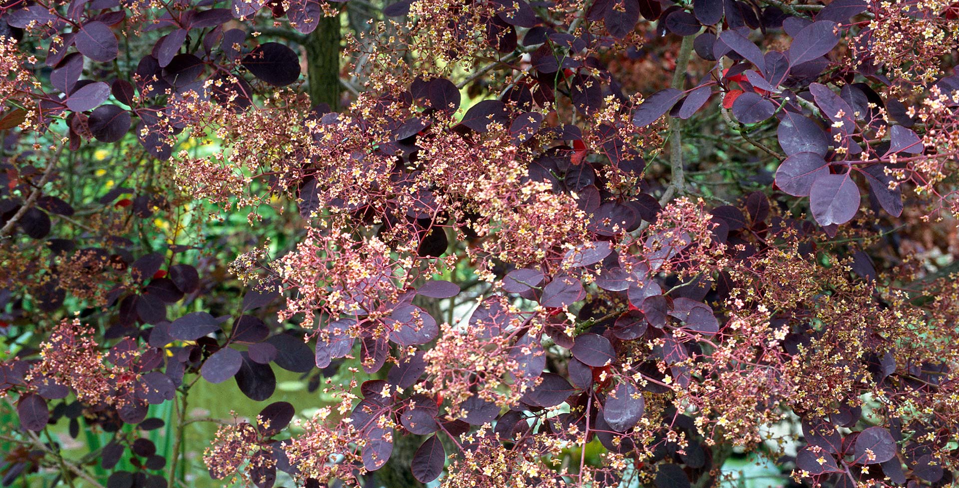 Cotinus / RHS Plant Guide