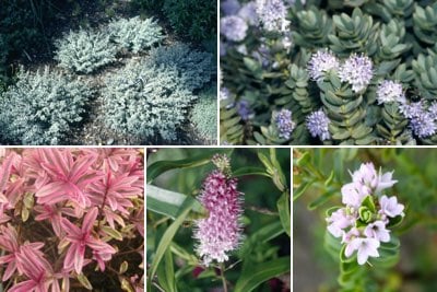 Hebe / RHS Plant Guide