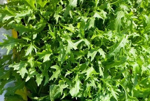 How to grow mizuna and mibuna | RHS Guide