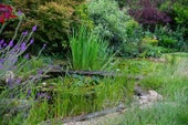 Pond Algae and Blanket Weed | RHS Advice