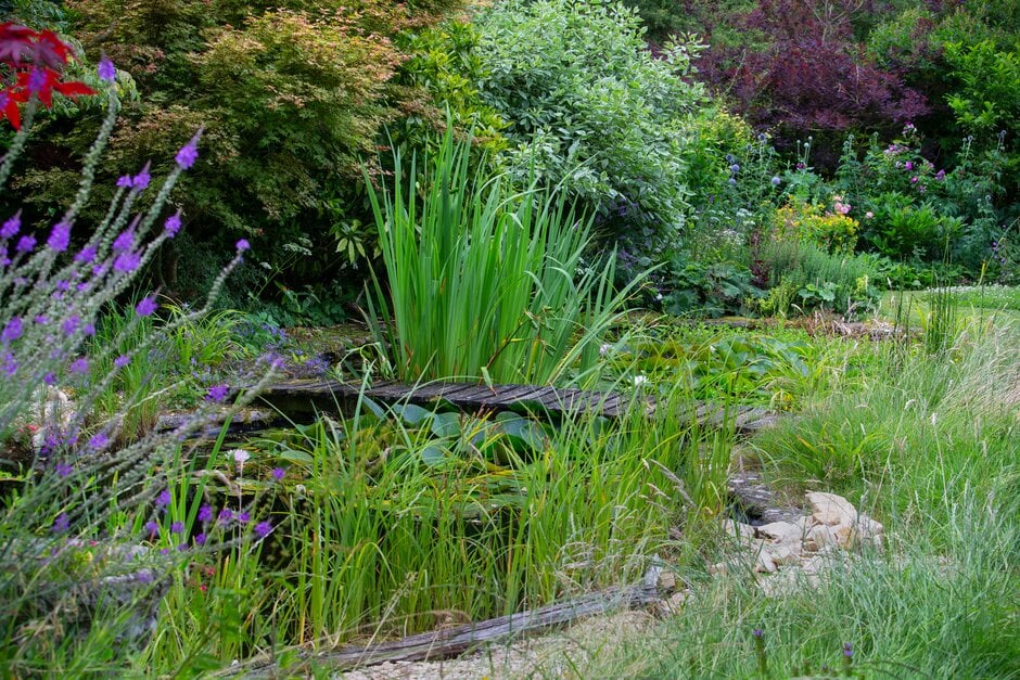Wildlife Ponds: How to Make Them | RHS Advice