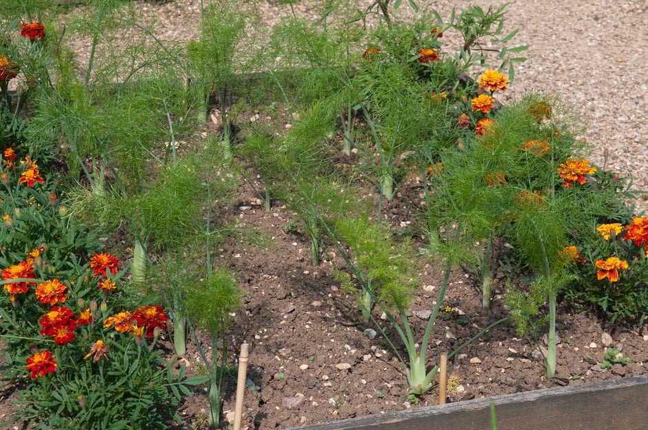 How to grow Florence Fennel | RHS Guide