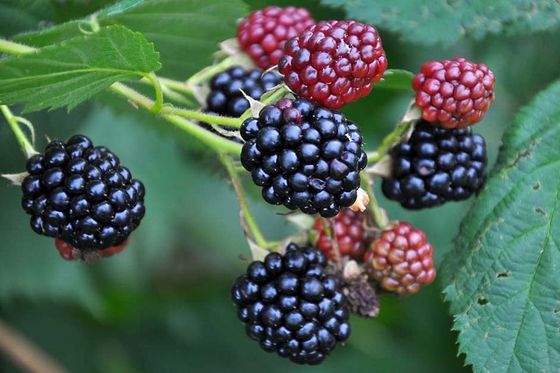 Brambles | RHS Advice