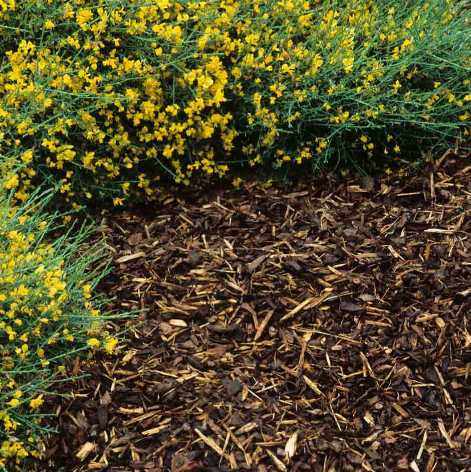 Damp Shade with Flower and Foliage Interest | RHS Advice