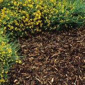 Nutrient deficiencies | RHS Advice