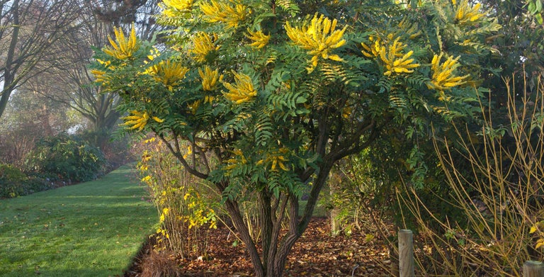 How to grow mahonia / RHS Growing Guide