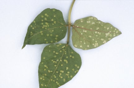 Runner and French bean rust: Symptoms & Control | RHS Advice