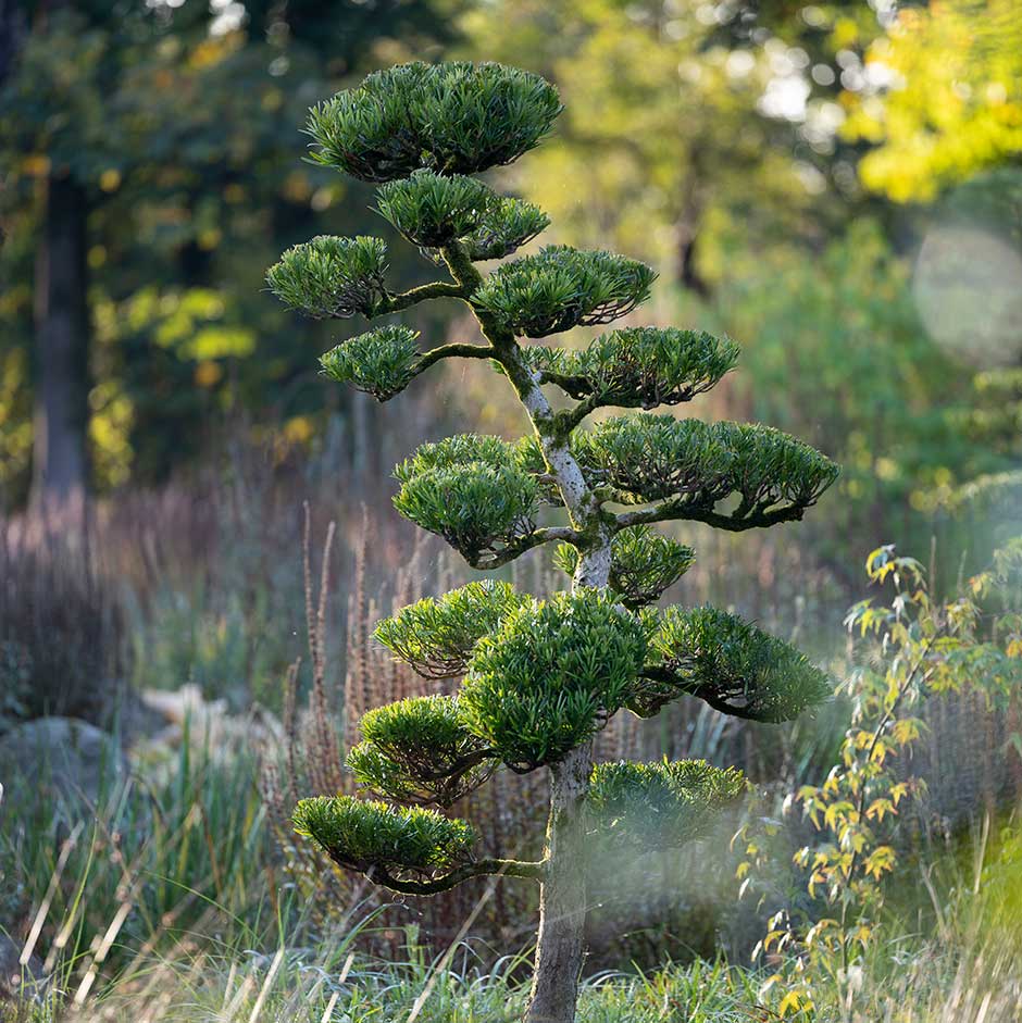 Coppicing: A Guide to Regenerative Pruning | RHS Advice
