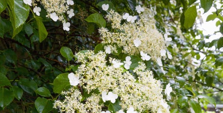 Climbing roses / RHS Plant Guide