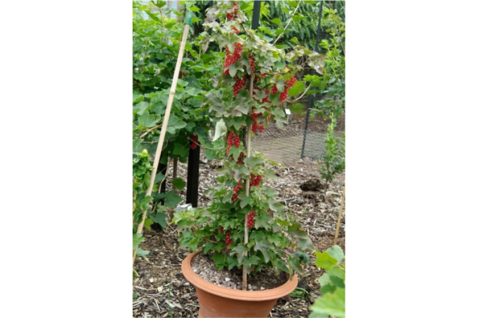 Pruning Redcurrants and Whitecurrants | RHS Advice