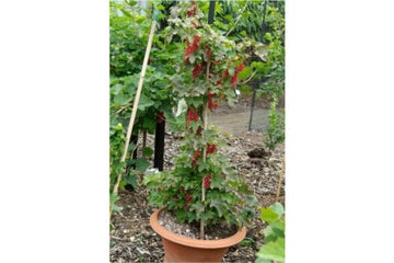 Pruning Redcurrants and Whitecurrants | RHS Advice