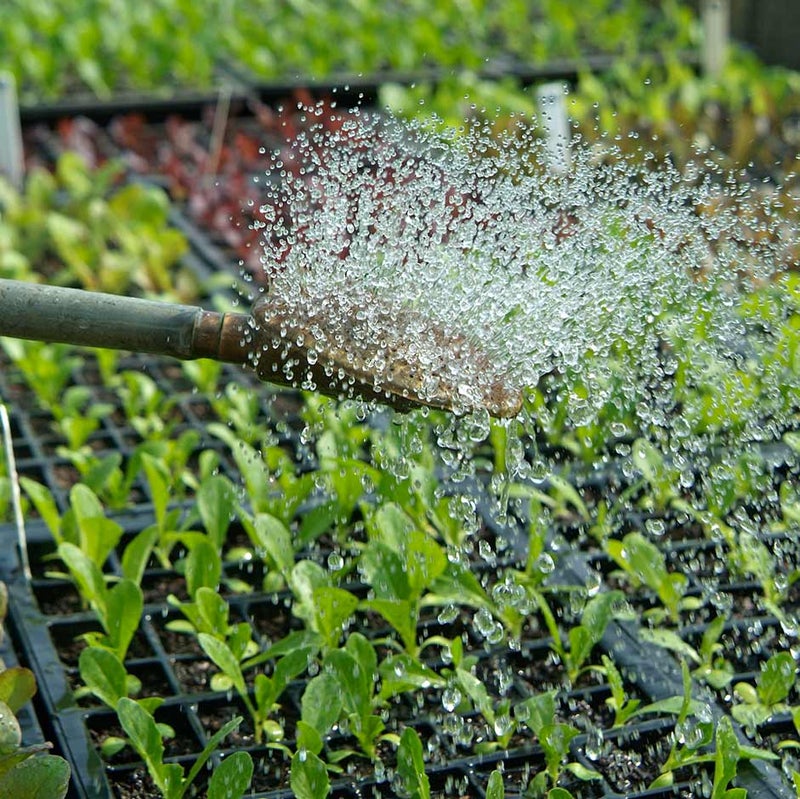 Watering Plants Wisely | RHS Advice