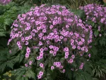 Introducing geraniums / RHS Plant Guide