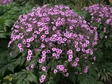 Introducing geraniums / RHS Plant Guide