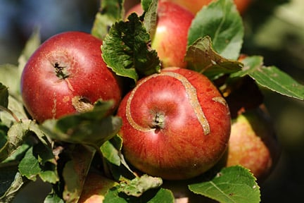 Apple Canker: Causes and Solutions | RHS Advice