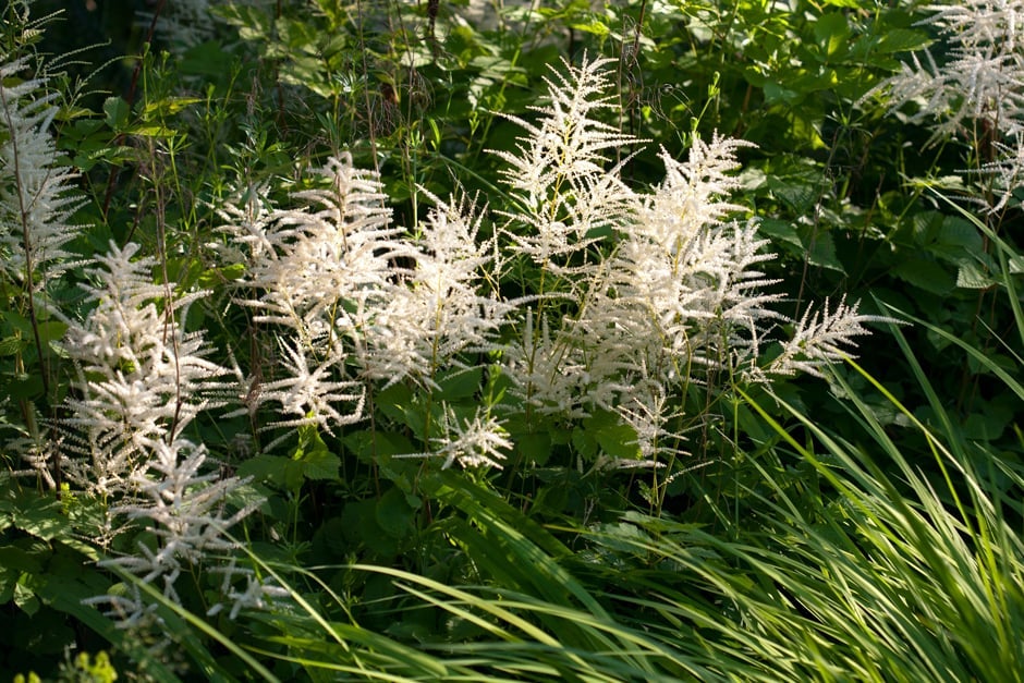 Damp Shade with Flower and Foliage Interest | RHS Advice