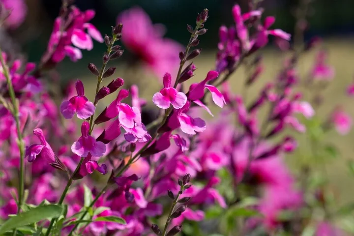 How to grow salvias / RHS Growing Guide