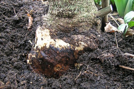 Horse chestnut bleeding canker: Cause & Control | RHS Advice