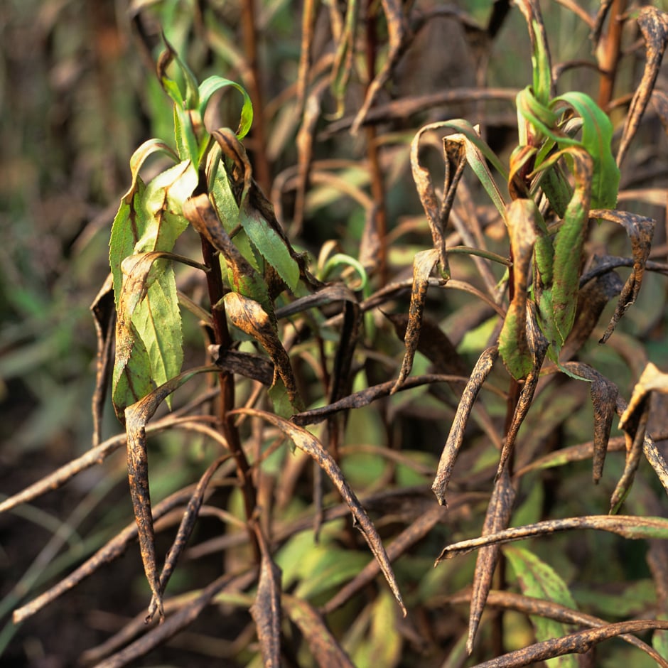 Wind scorch | RHS Advice