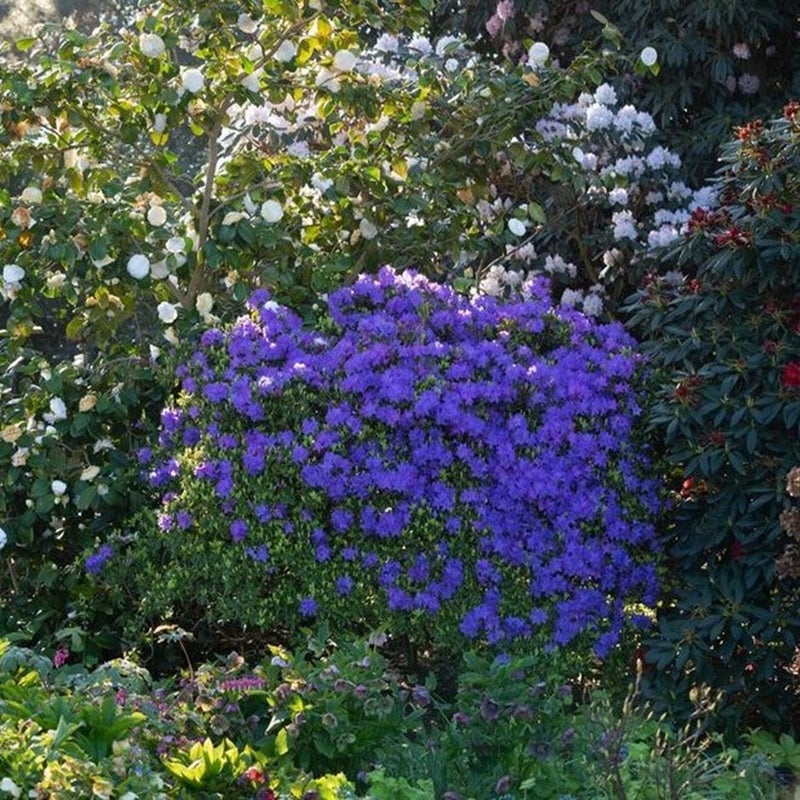 Acid Soil Planting Ideas | RHS Advice